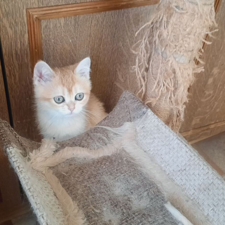 Очаровашка ny 12