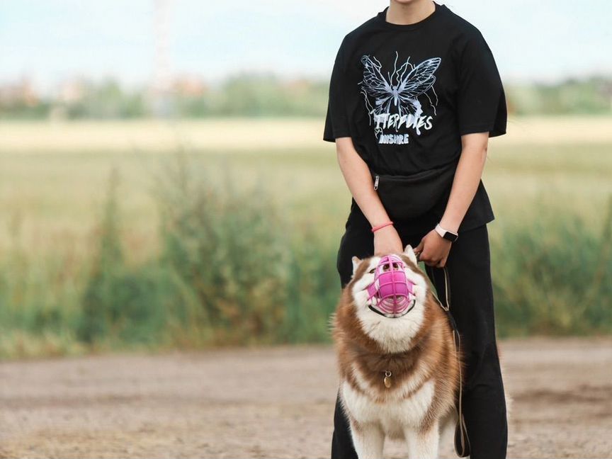 Выгул собак