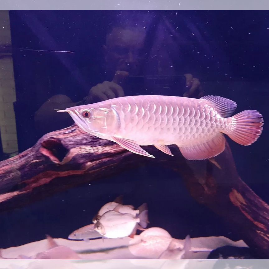 Золотая арована с документами