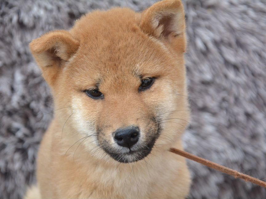 Сибу ину щенок мальчик