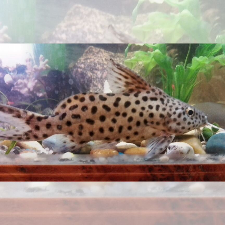 Сомик Синодонтис