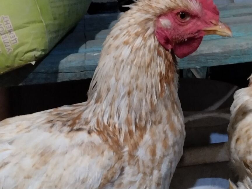 Молодые петушки