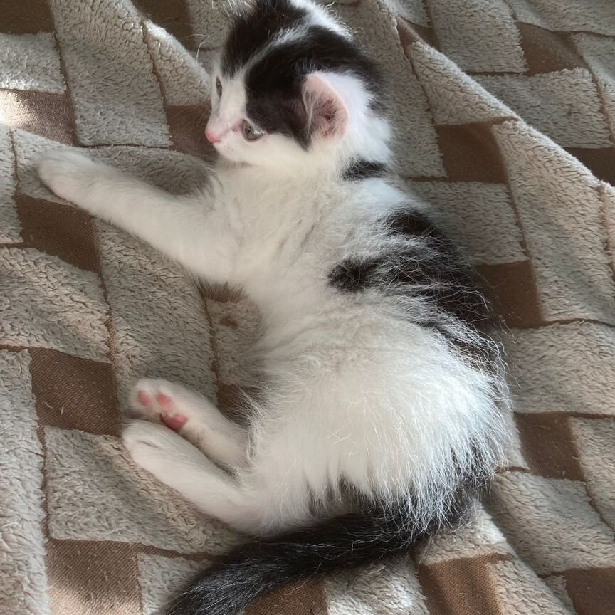 Котёнок в добрые руки