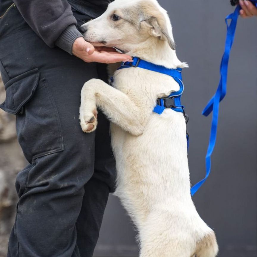 Даша 3 мес вырастет не больше 35 см в холке