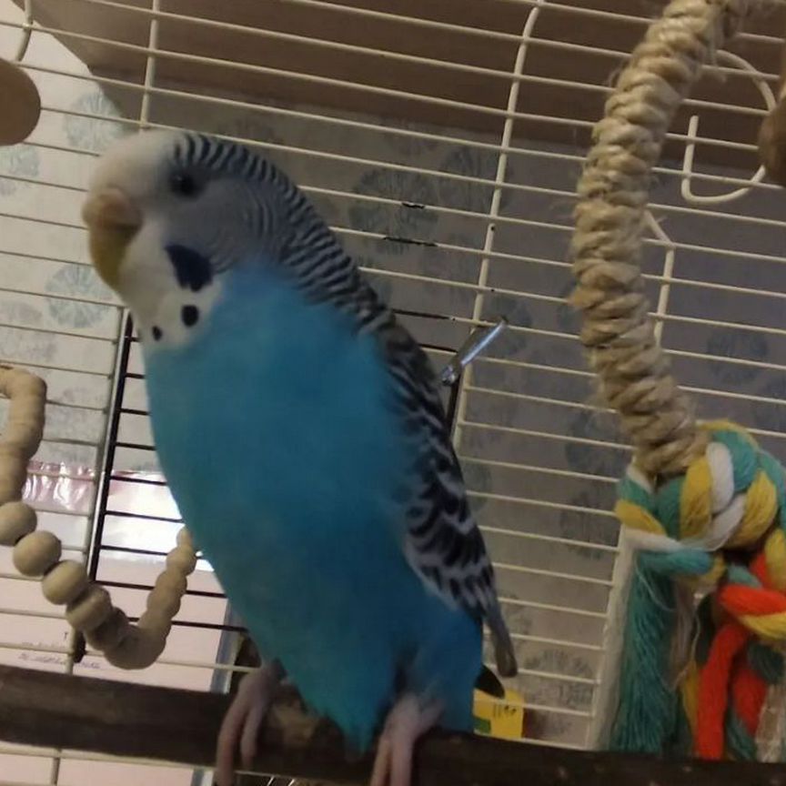 Волнистый попугай самка