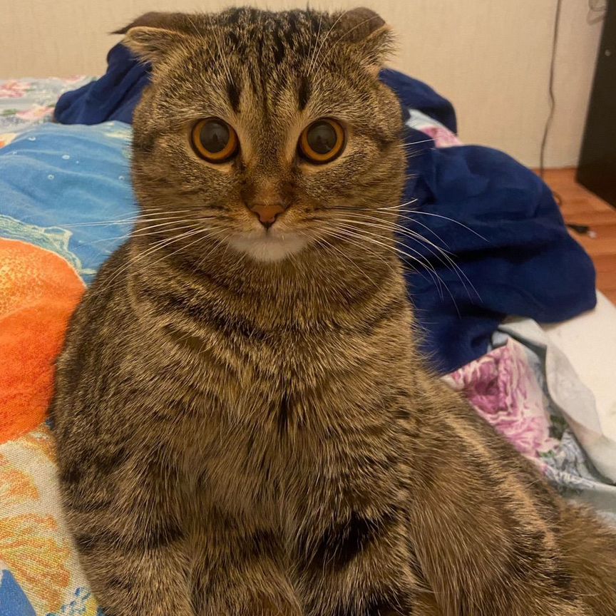 Шотландский вислоухий короткошёрстный, взрослый кот