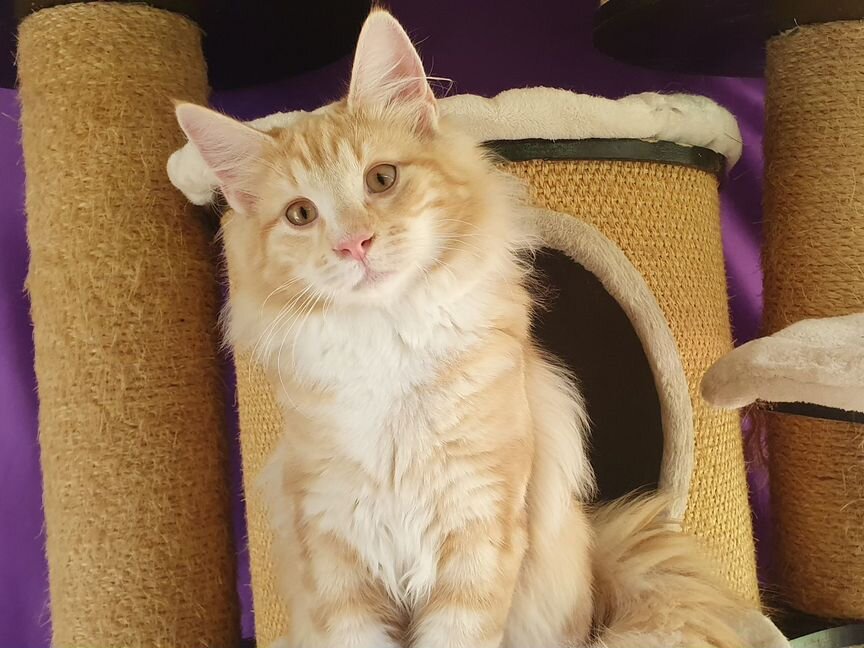 Норвежский лесной котенок Ульфбъерн (Медвежонок)