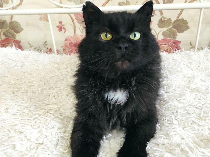 Котик Алмаз