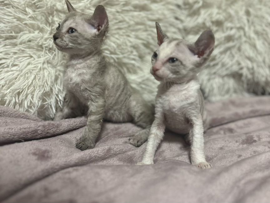 Донской сфинкс велюр котята
