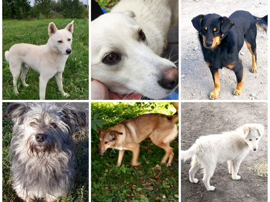 Собаки и щенки в добрые руки