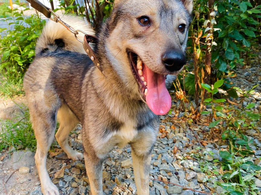 Шикарный мальчик фенотип Лайка 1,8 бесплатно