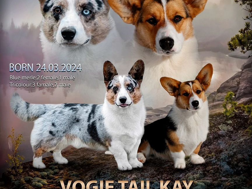 Щенки Вельш Корги Кардиган