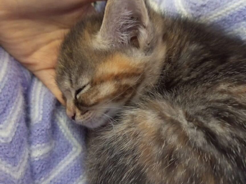 Котенок девочка в добрые руки