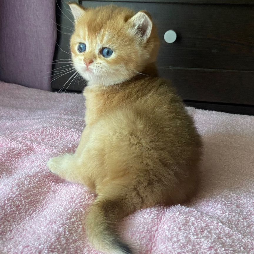 Шотландский котик ny 12