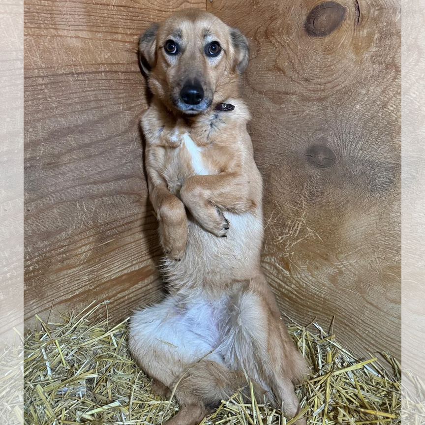 Собака из приюта