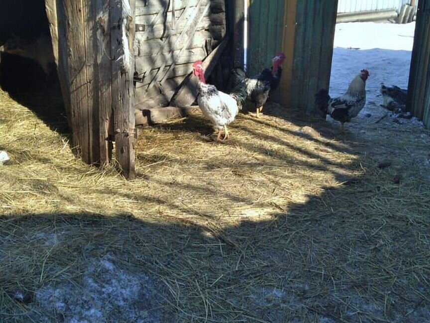 Молодые петухи