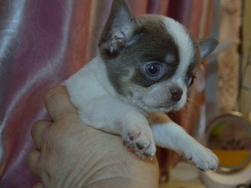 Чихуахуа лиловые мальчики, большой выбор девочек м