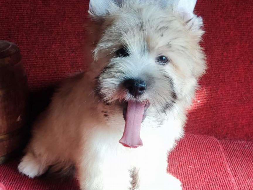 Джентльмен