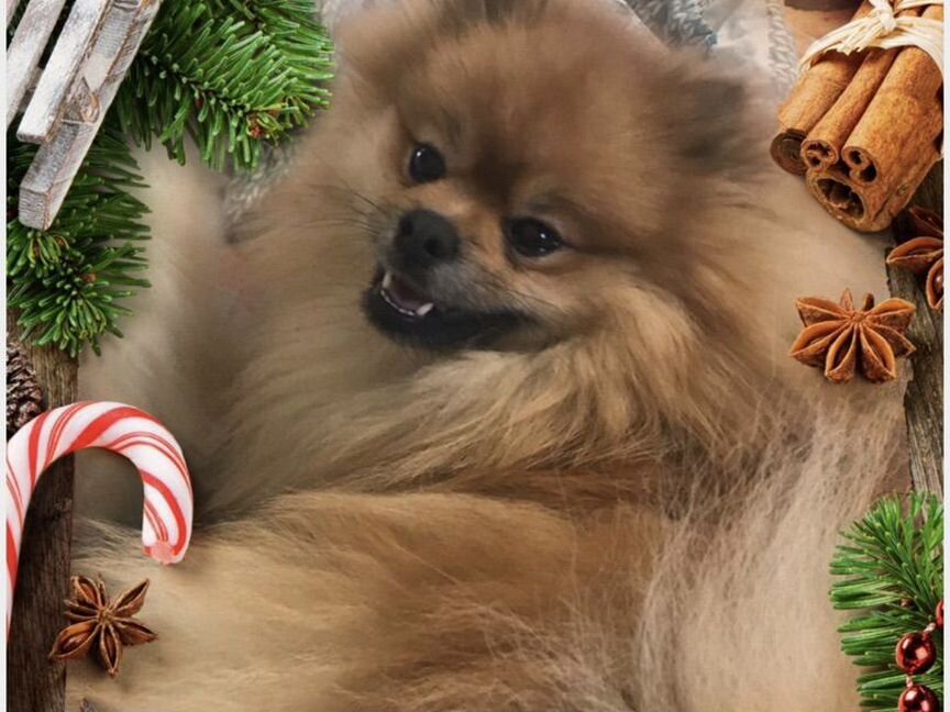 Малый немецкий шпиц вязка