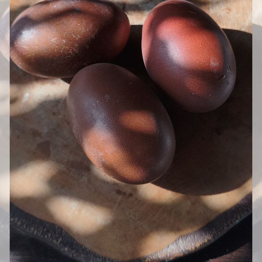 Инкубационное яйцо. Маран, Амераукан, Нидерхайгер