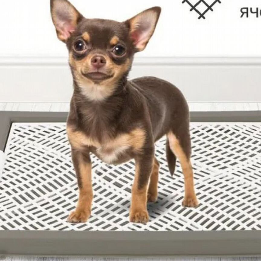 Лоток для собак