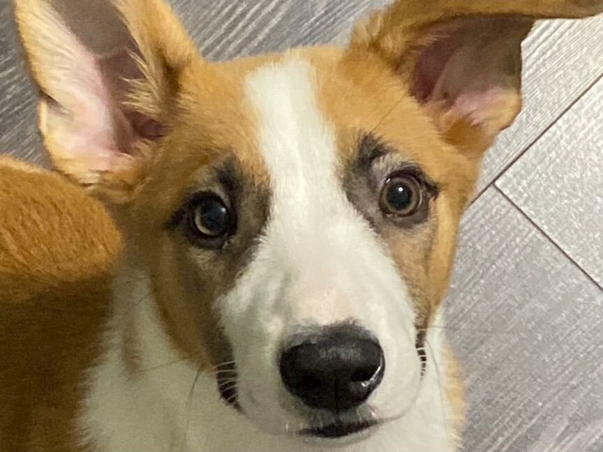 Собака в добрые руки