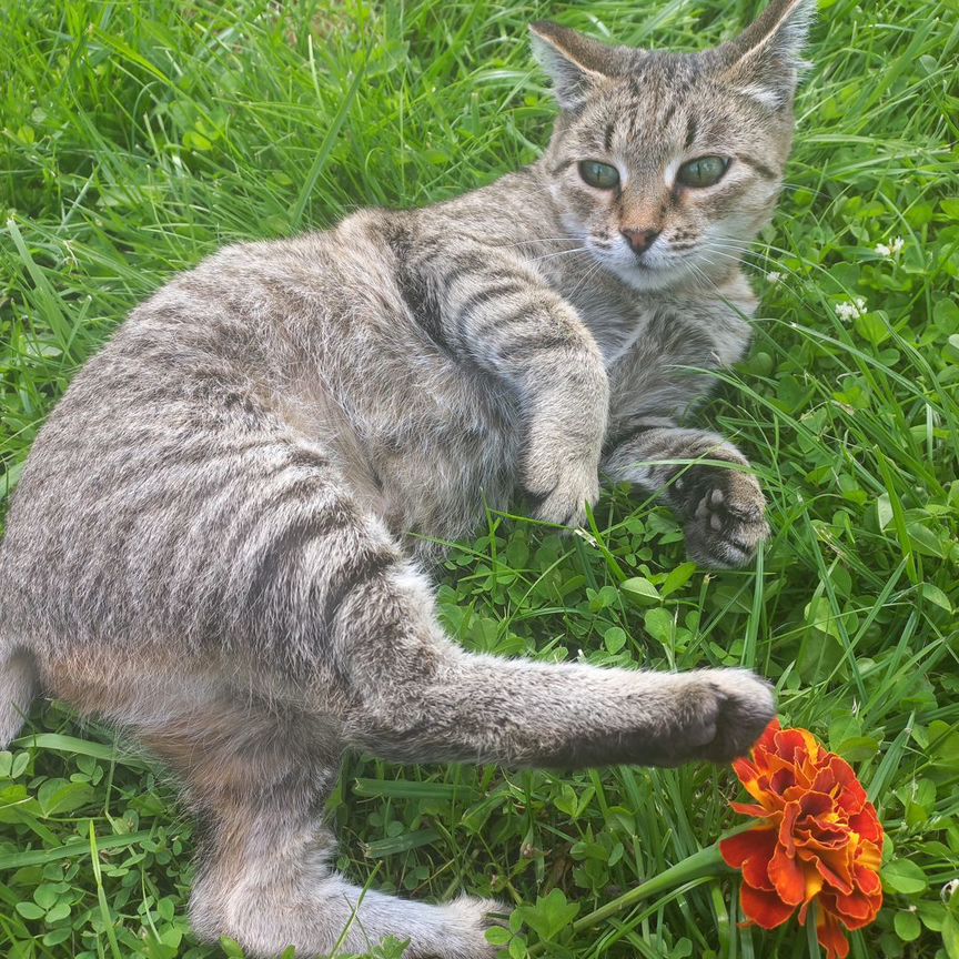 Кошечка стерилизованная