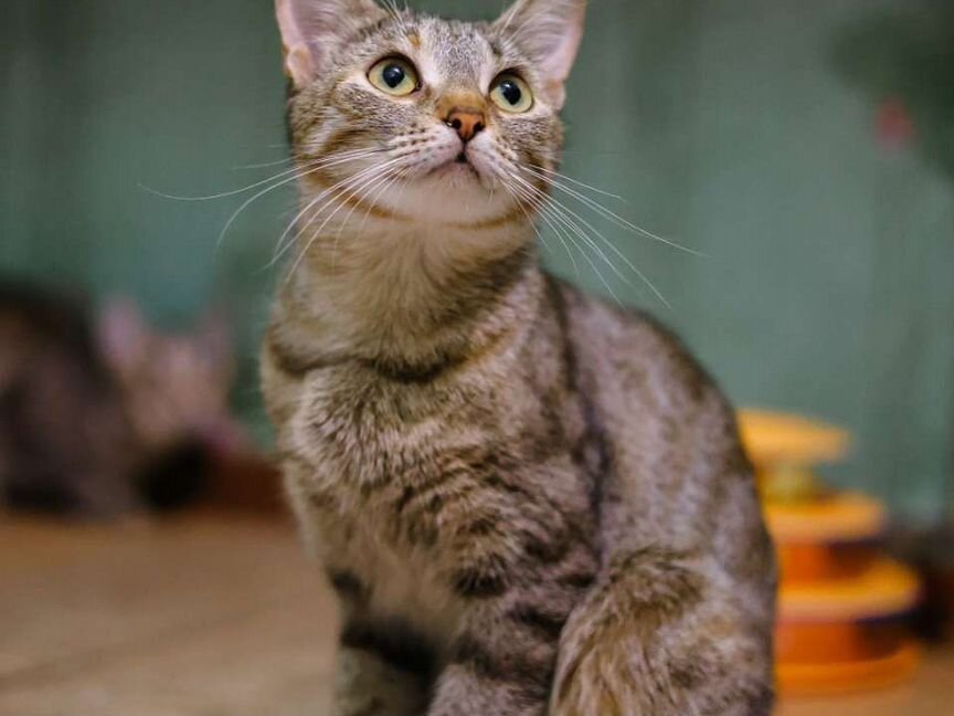 Кошка Анфиса ждёт вас в приюте