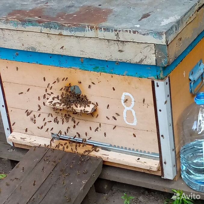 Продам пчелосемьи