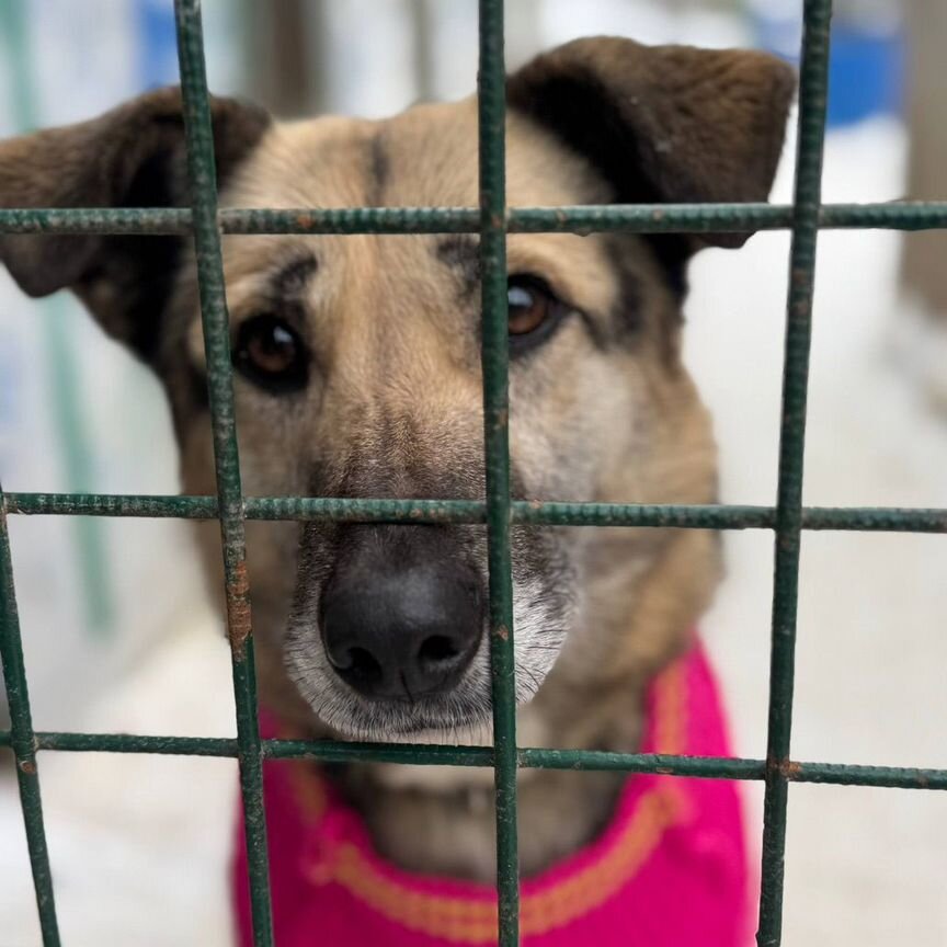 Взрослая собака в добрые руки