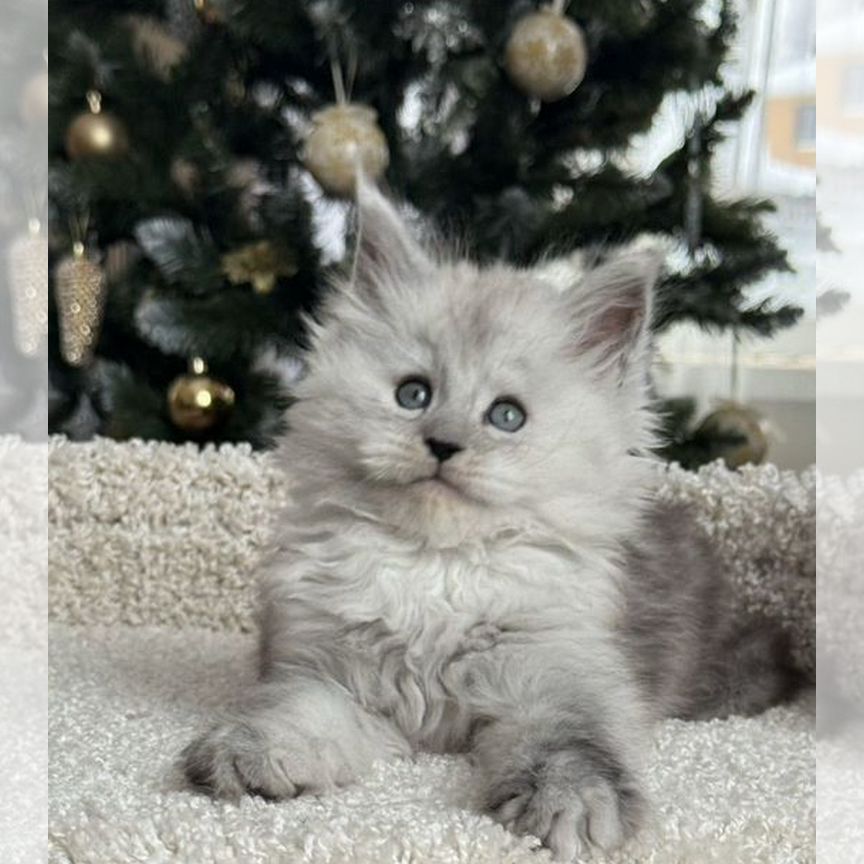 Мейн-кун котёнок