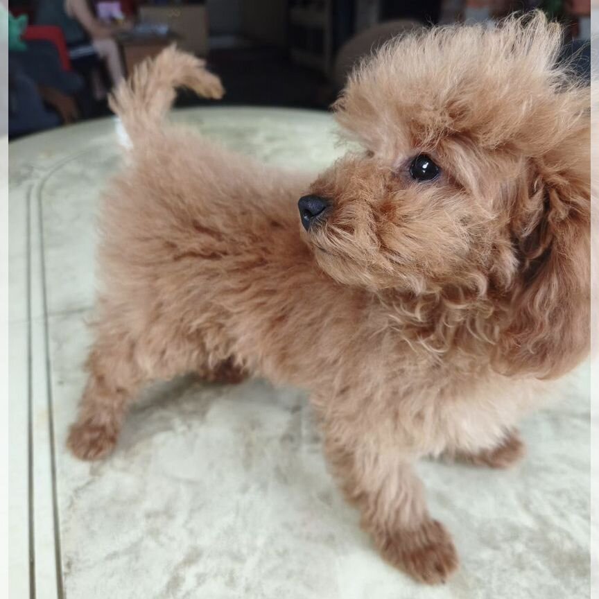 Той-пудель, щенок