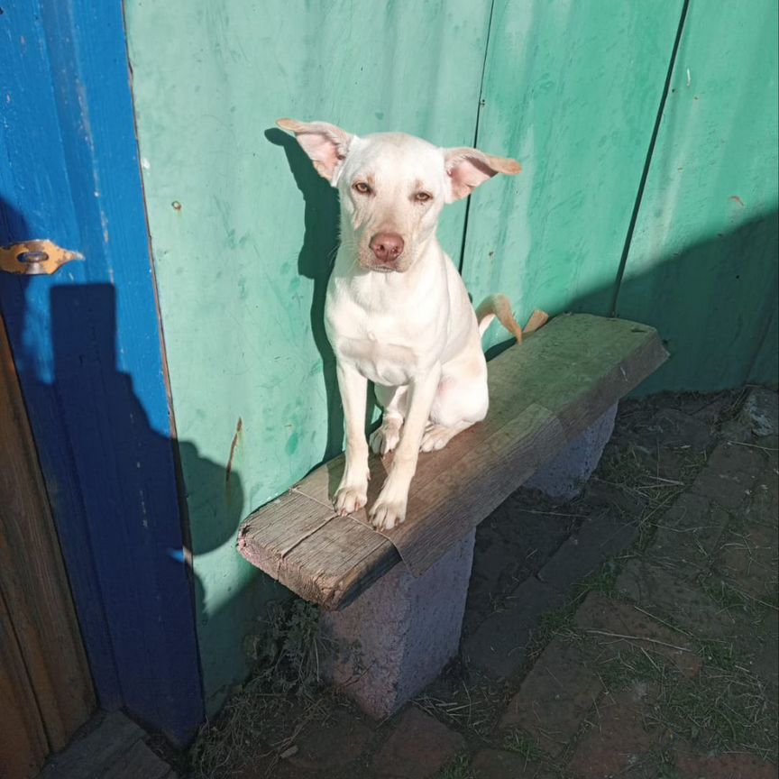 Взрослый пёс в добрые руки