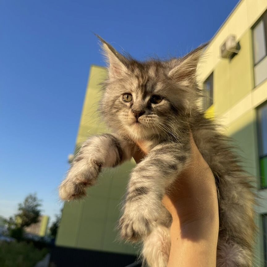 Котята мейн-кун девочки серебро