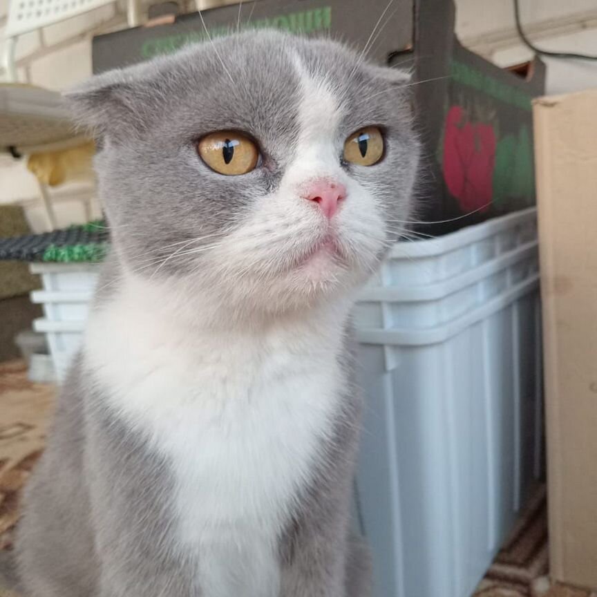 Кошка