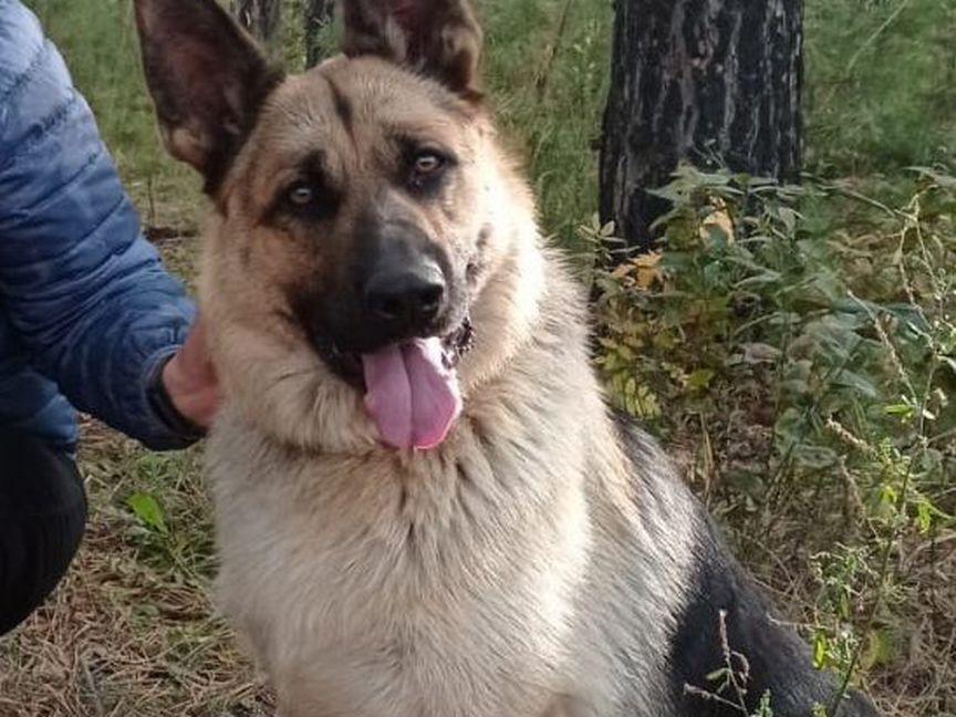 Щенок(девочка) Восточно - Европейской овчарки