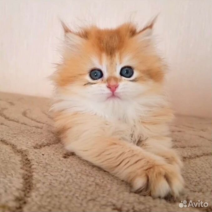 Британские золотинки