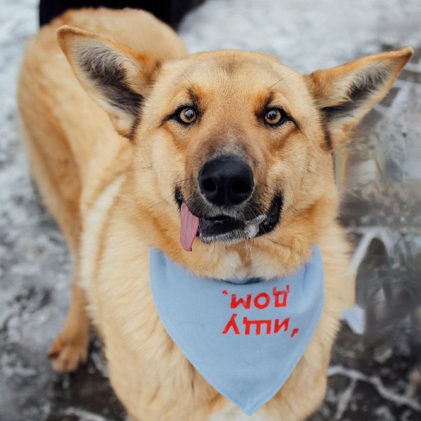 Взрослая собака в добрые руки