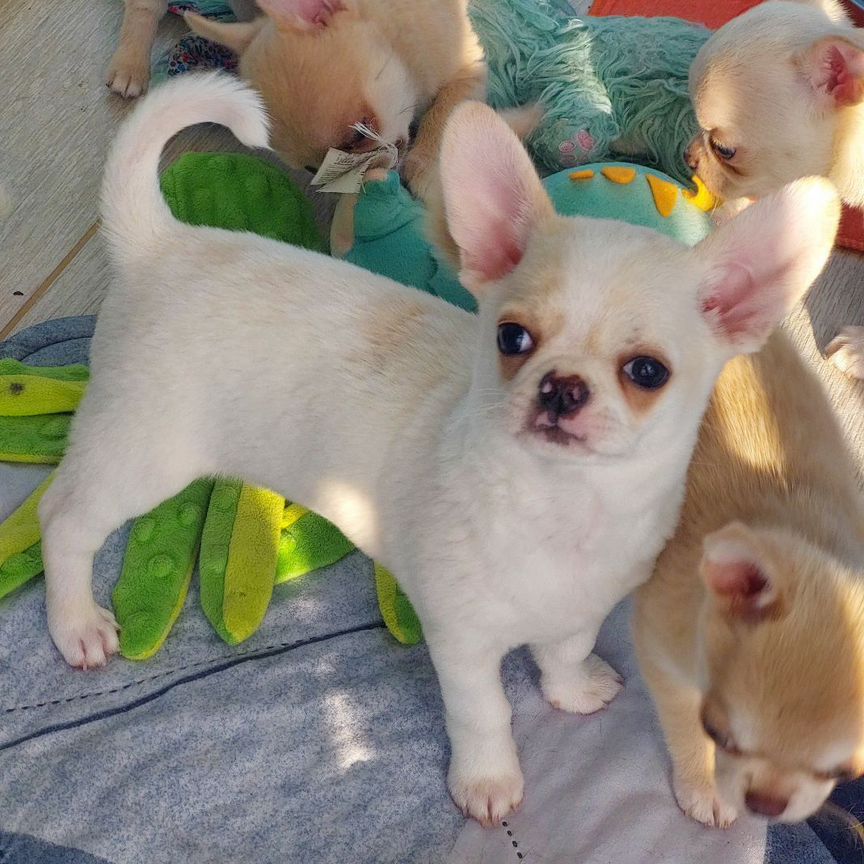 Чихуахуа мальчик