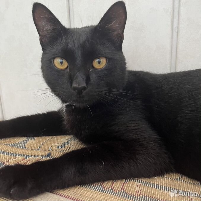 Черный котик (потеряшка) ищет хощяев