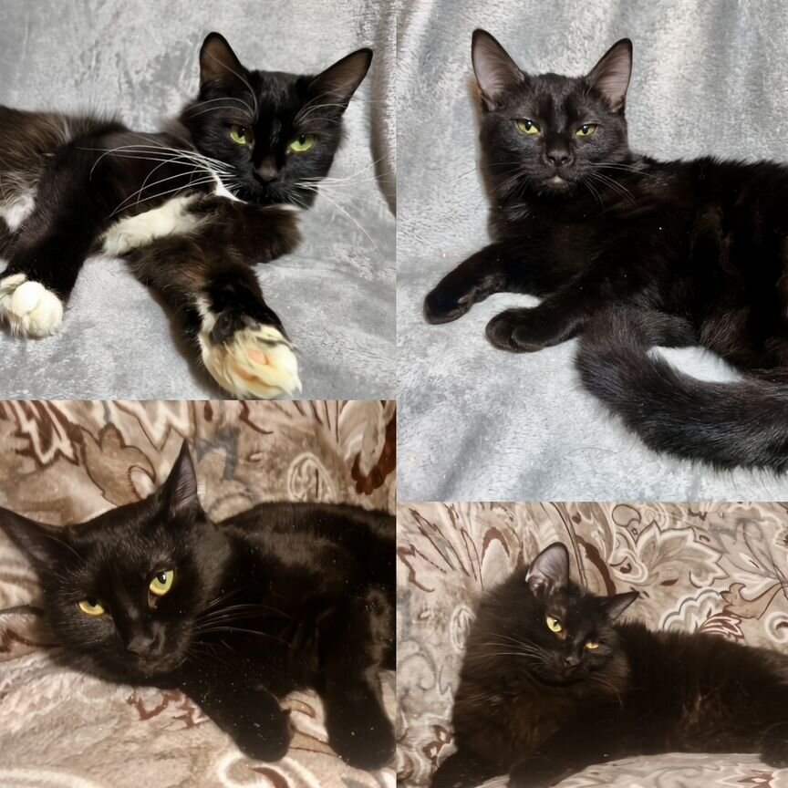 Взрослый кот в добрые руки