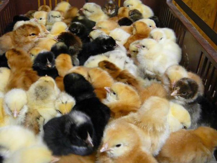 Цыплята кур несушек