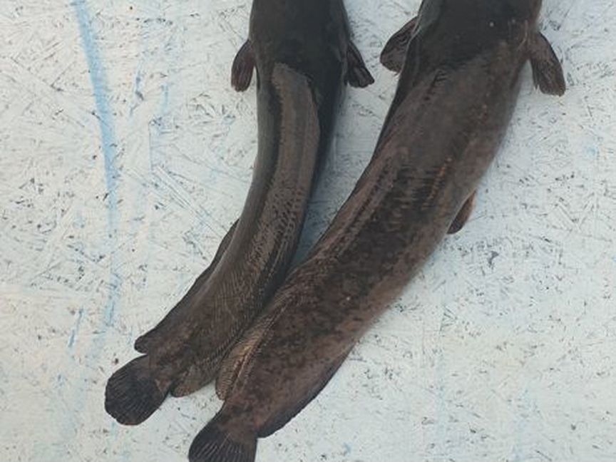 Клариевый сом