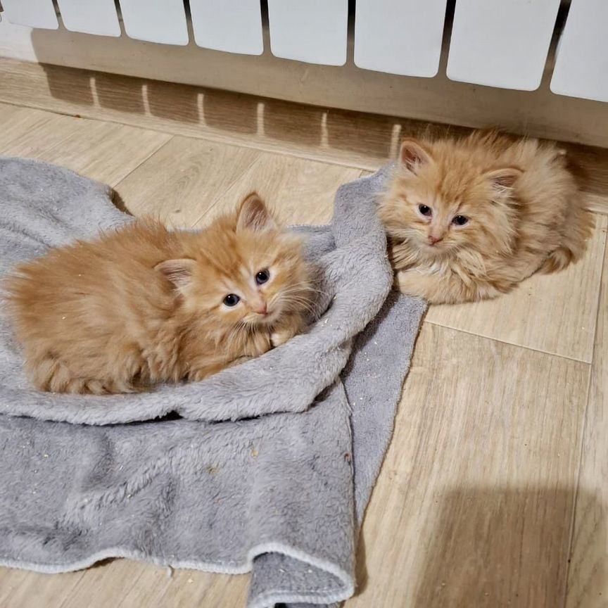 Котята в добрые руки 1 месяц