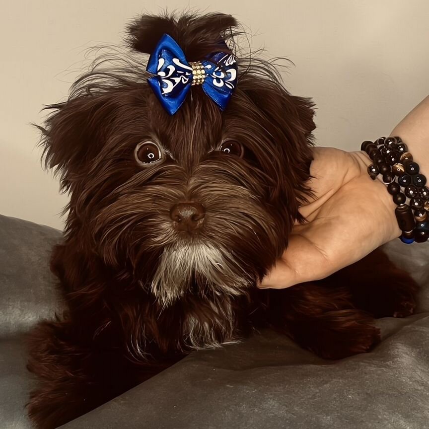 Йоркширский терьер, щенок