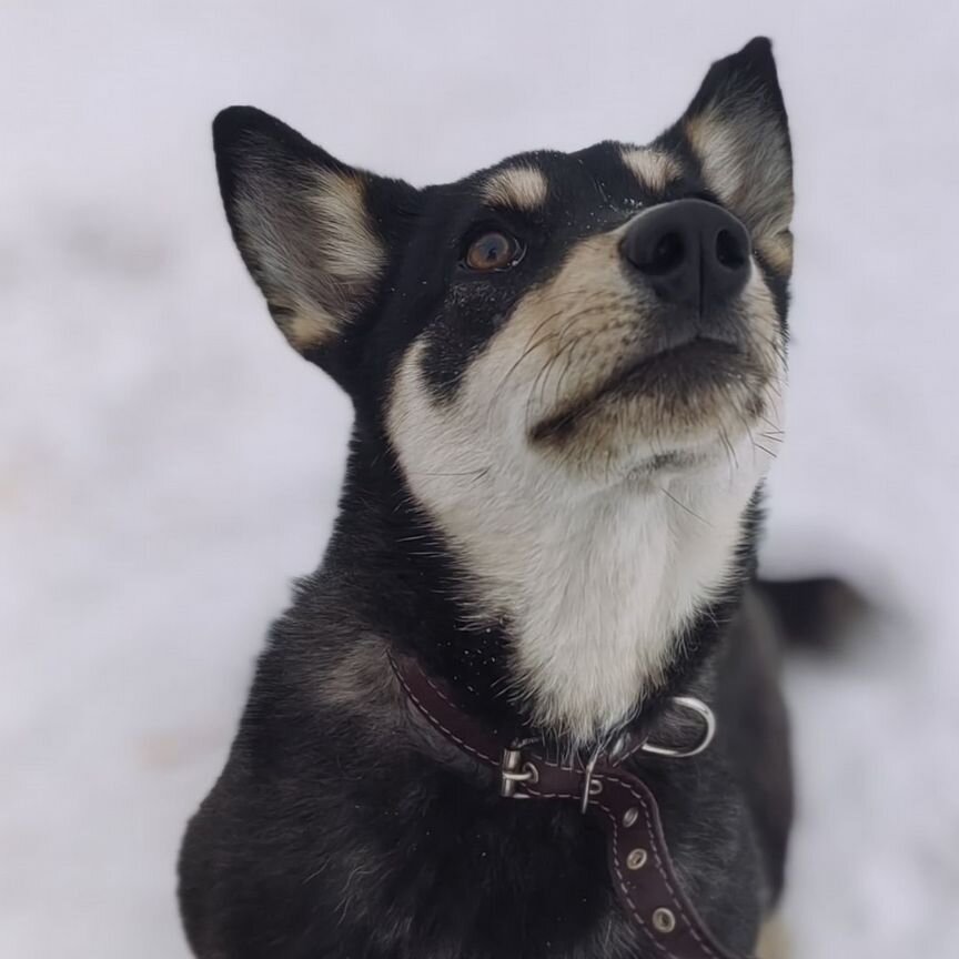 Щенок