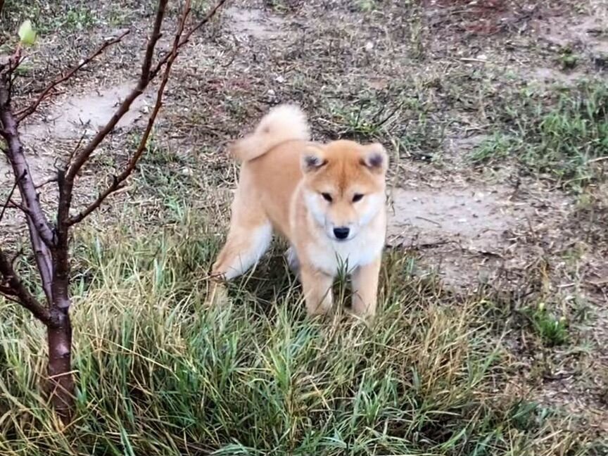 Сиба ину мальчик 3 мес