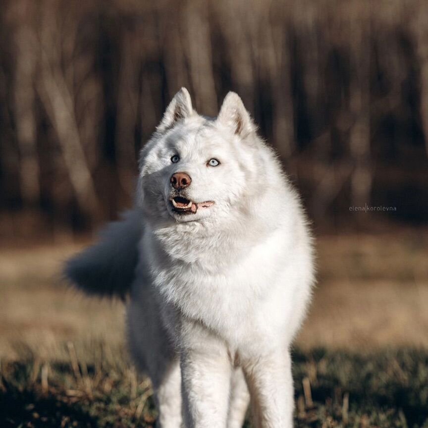 Клаус из приюта