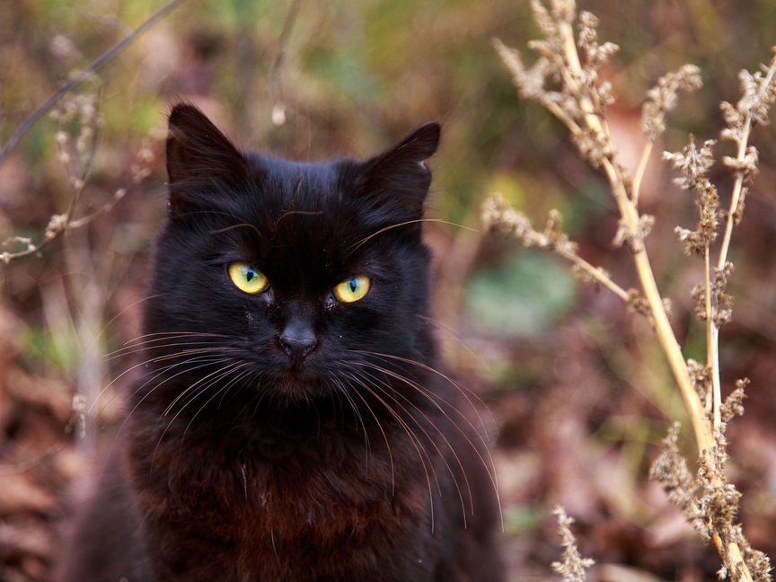 Черная кошечка 8 мес