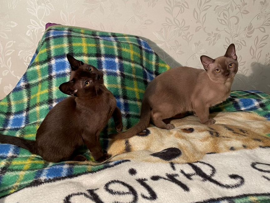 Бурманские котята